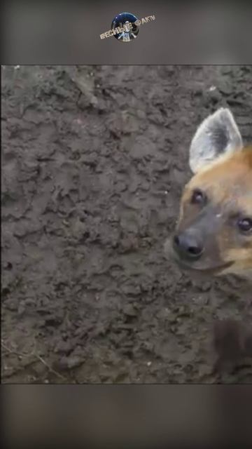 Пятнистые гиены (@infackts)