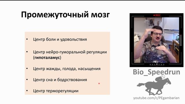 Головной мозг