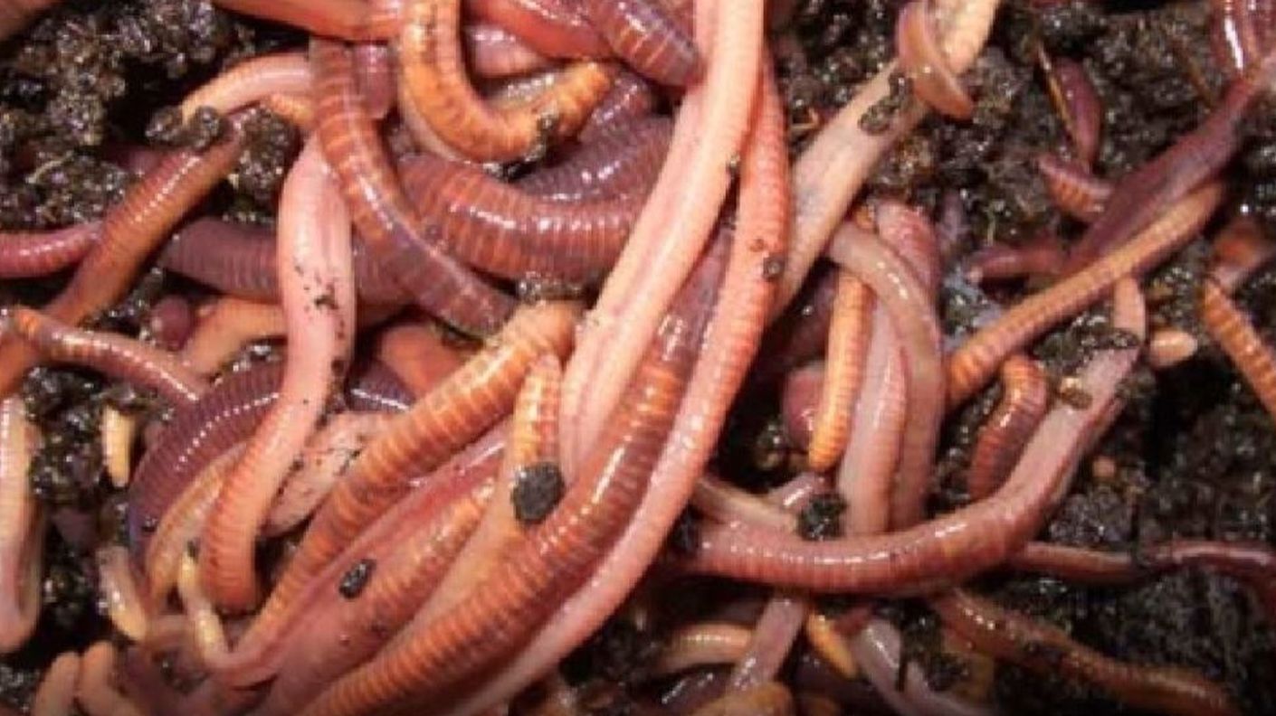 О выращивании червей в домашних условиях