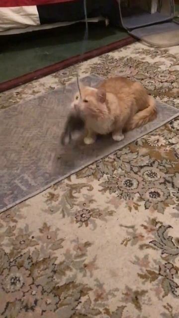 Санкт-Петербург. 09.12.2025. Котёнок Персик играется с игрушкой-мышкой. Эпизод 2