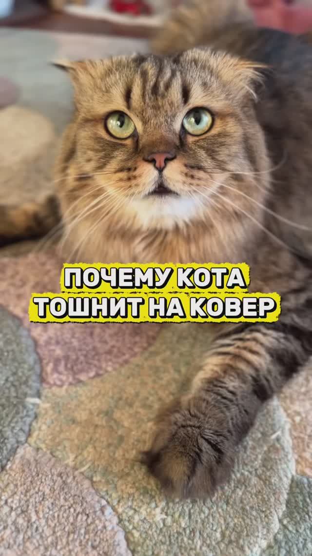 Почему кота тошнит на ковер🙀😹