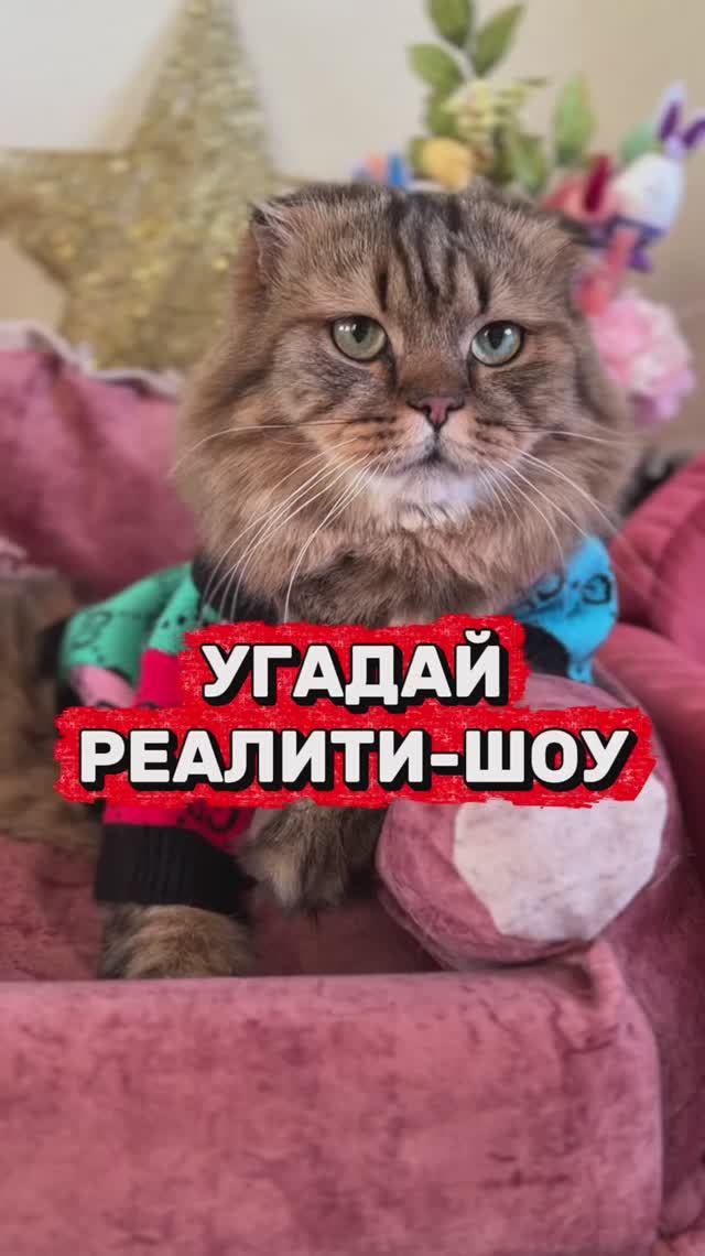 Угадай реалити - шоу🤩