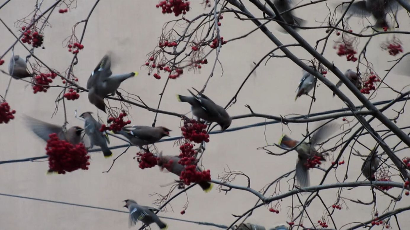 Свиристели прилетели!