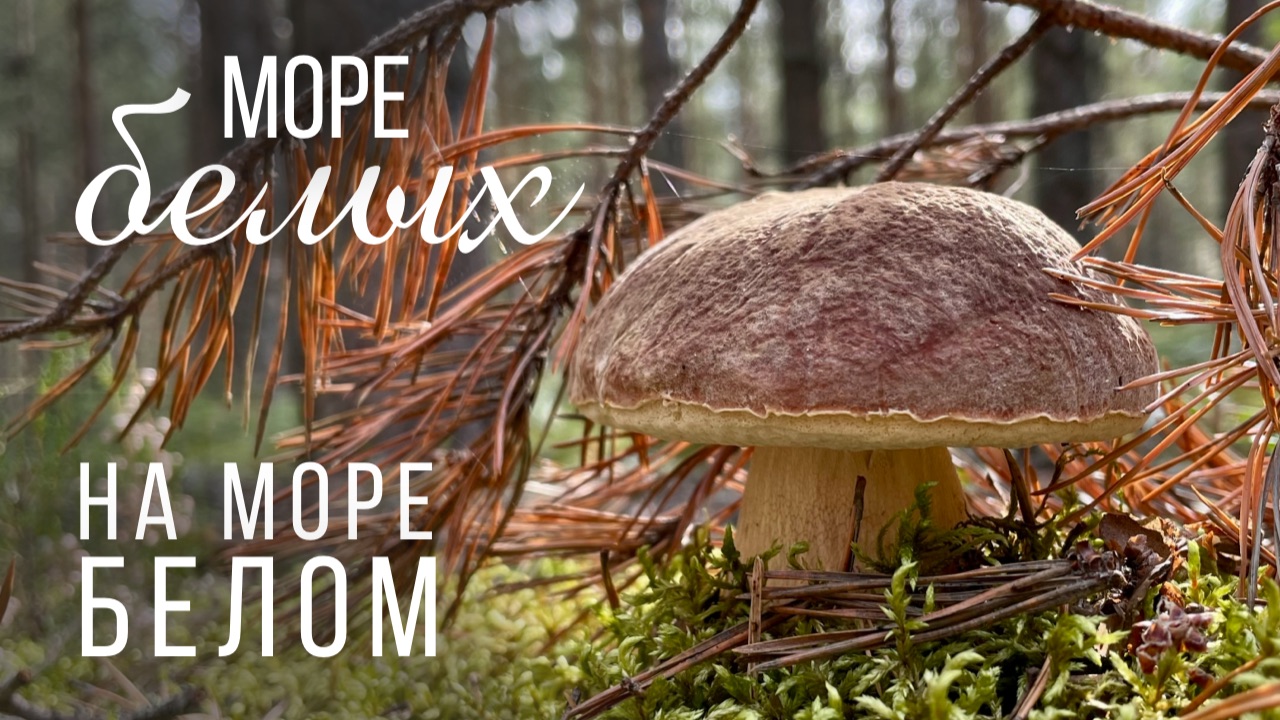 Отправляемся на Белое море за белыми грибами