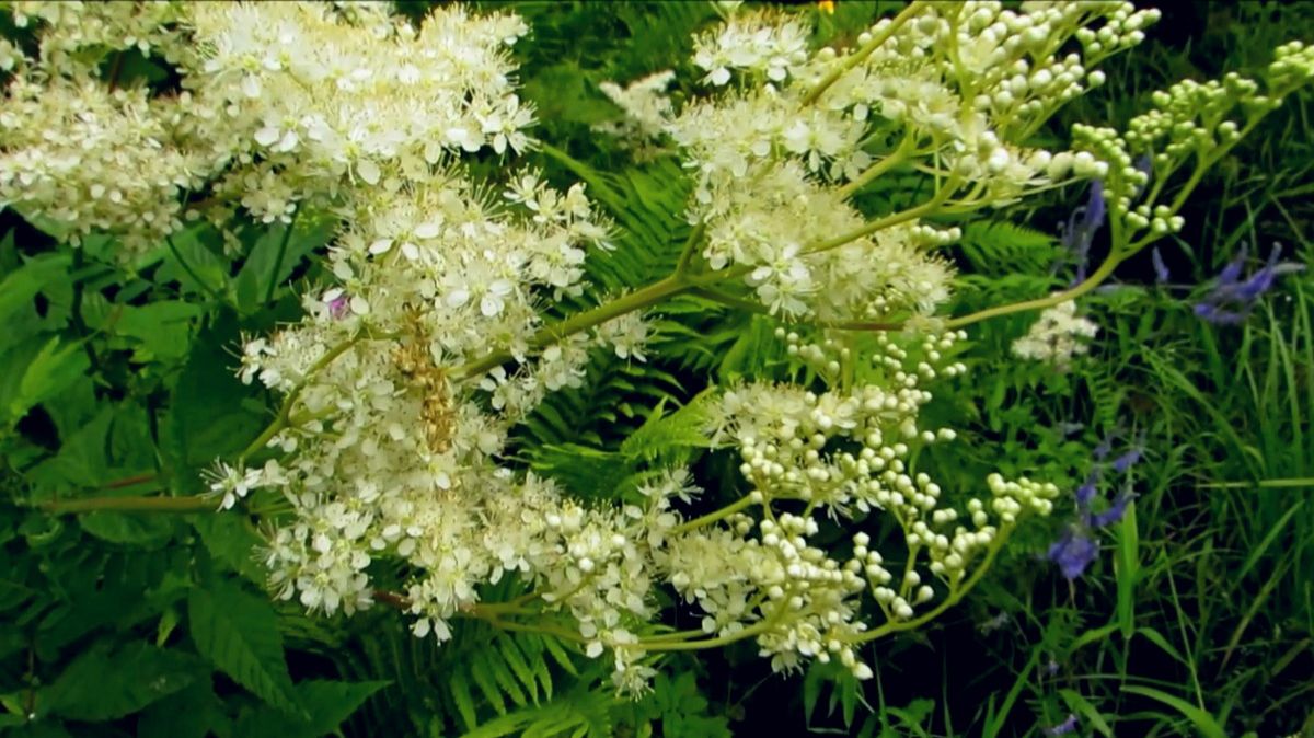 Понарасло. Островок у речушки.