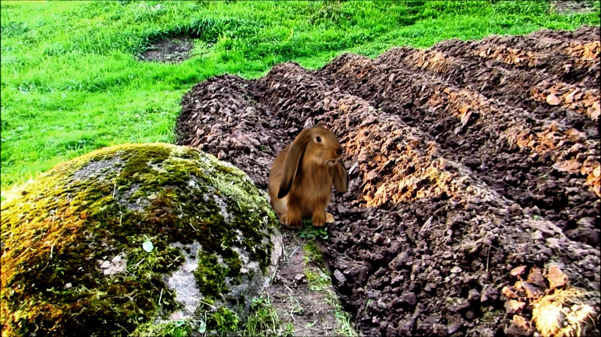Сентябрь. Грядки перекопаны.