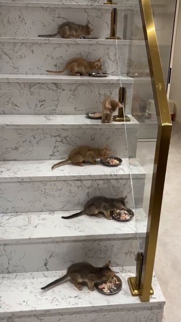 Вкусная лестница