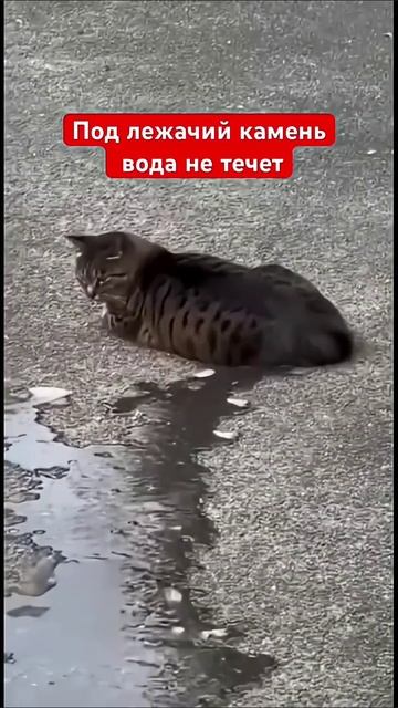 Под лежачий камень вода не течет!