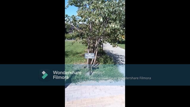 Мое лето (14)