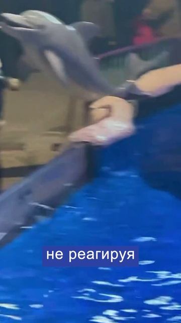 В Китае белуха наказала курильщика — потушила его сигарету точной струёй воды