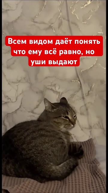 Проверка кошки на верность к колбаска 🐱
