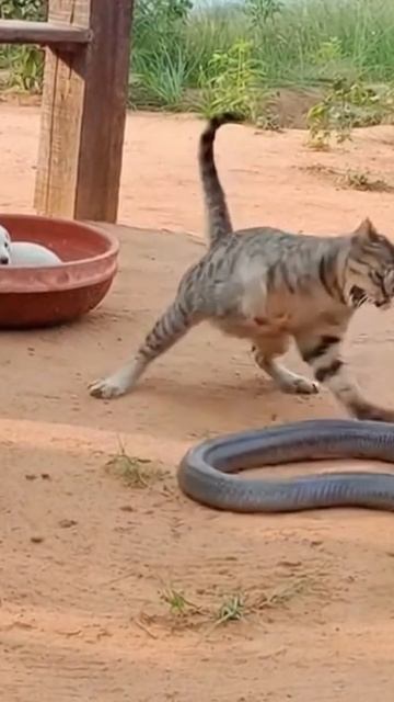 #shorts кот и кобра