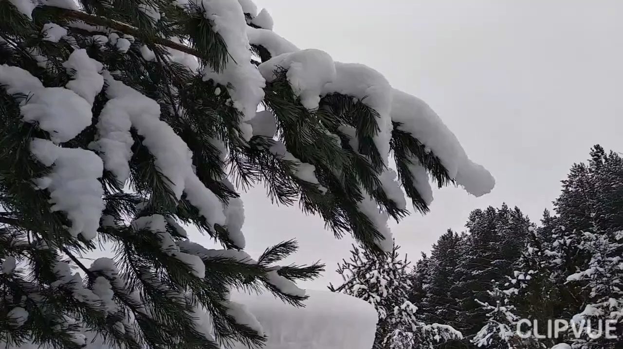 ЗИМНЯЯ СКАЗКА