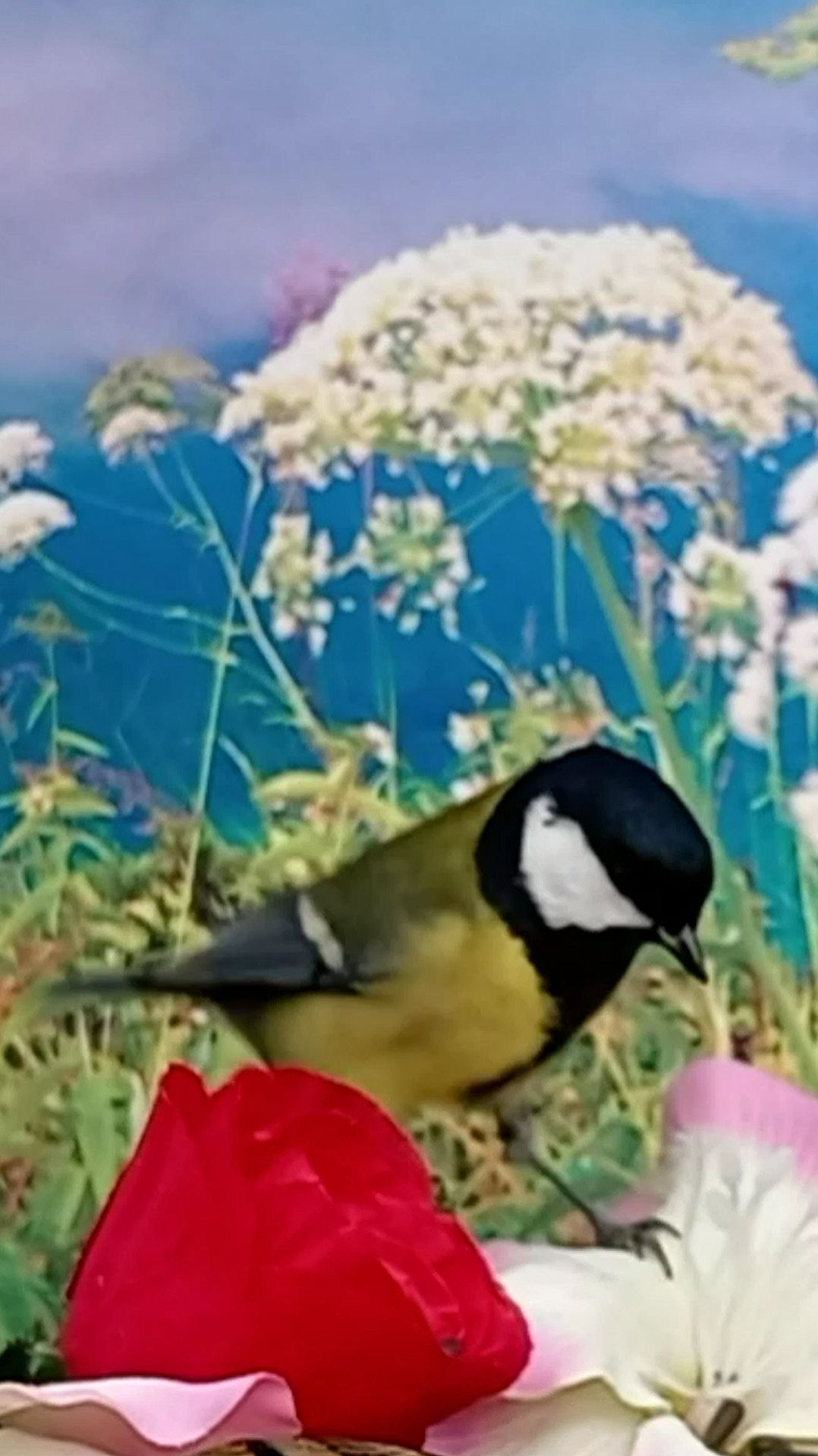 Воробей и Большак на кормушке