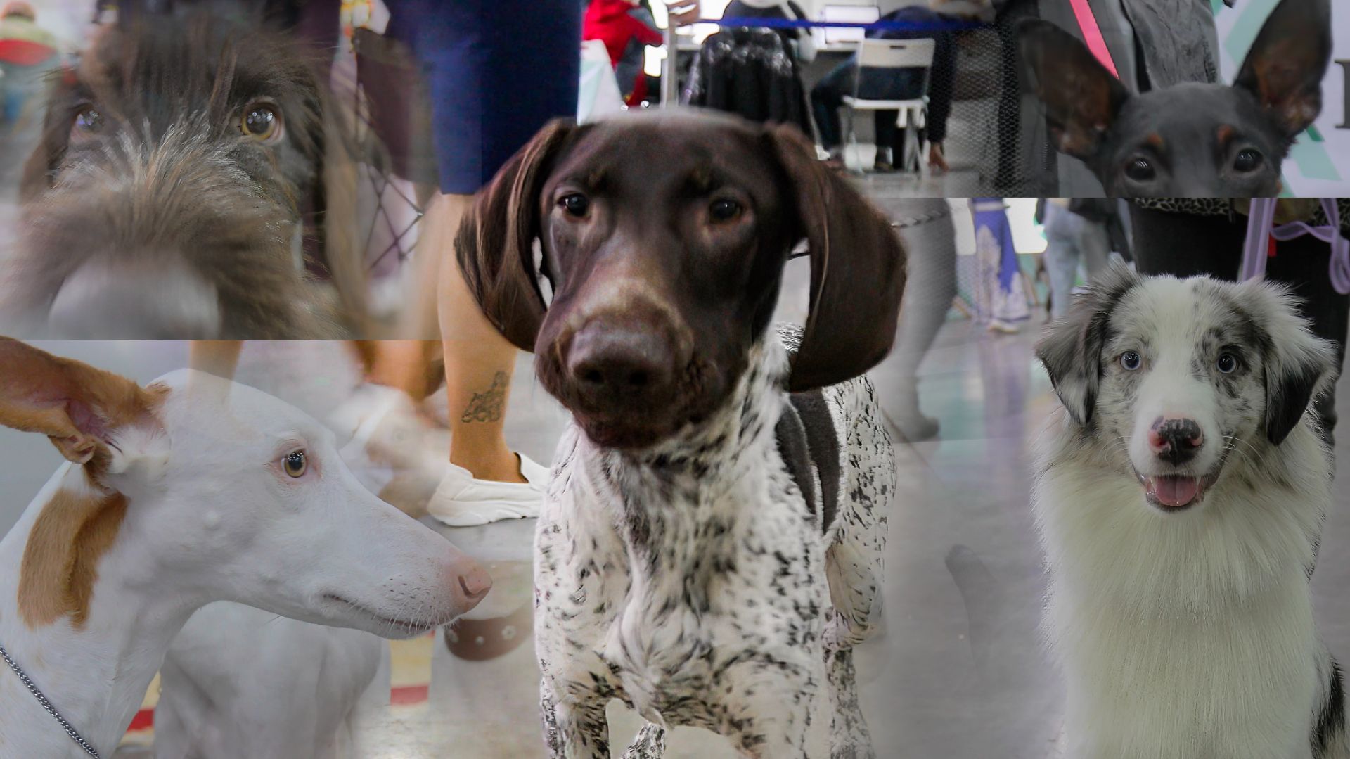 Собаки в Крокус Экспо. "Евразия 2025". Около 190 пород.