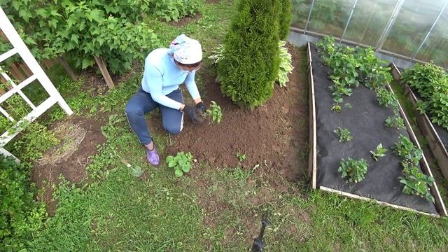 6 соток в середине июня 2021 года. Рассаживаю последние цветы. Рыхлю морковь. Готовлю поли