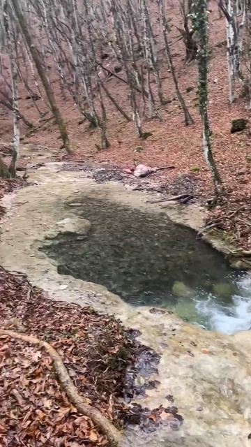 Туристы нашли у популярной тропы в районе водопада "Козырек" капкан и труп оленя