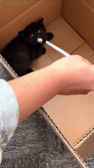 Бездомный котик 🚫🏠😔🐱