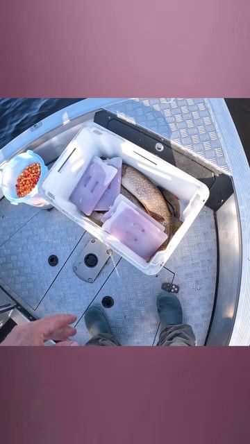 Два Зайца в Лодке!