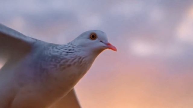 Алексей Зайцев production - Живою водою