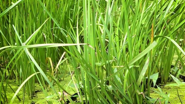 Растительность рек