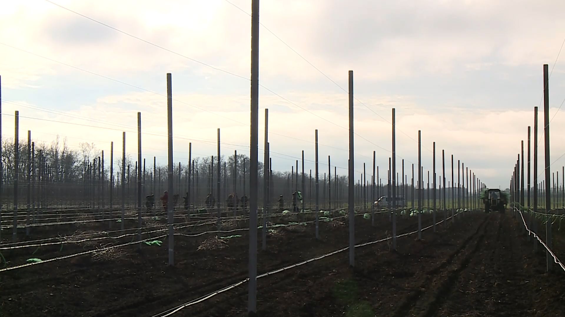 В Кочубеевском округе продолжают закладывать сады
