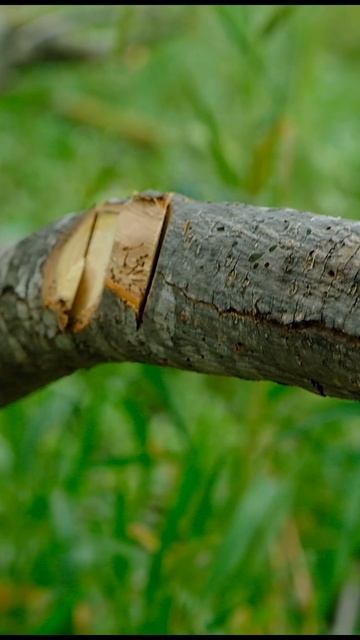 Бушкрафт ножом Бургут.