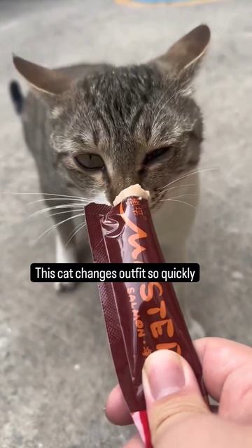 Кот быстро меняет окрас