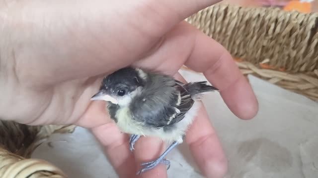 Птенячество Лакшми и появление Кришны (синицы)