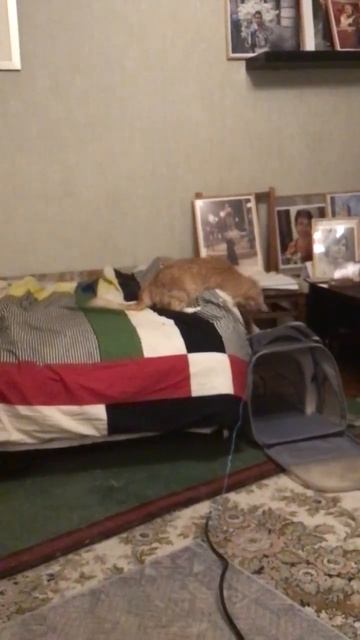 Санкт-Петербург. 09.12.2025. Котёнок Персик играется с игрушкой-мышкой. Эпизод 3