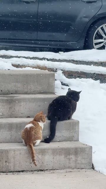 Интереснее чем хвост