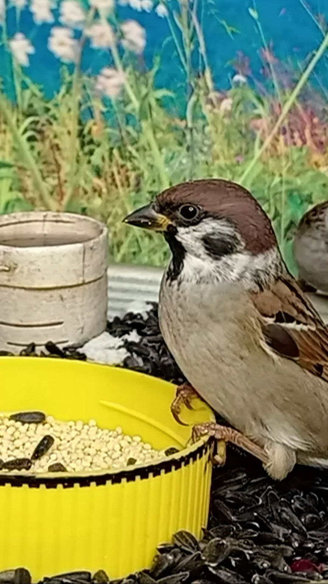 Птички на кормушке