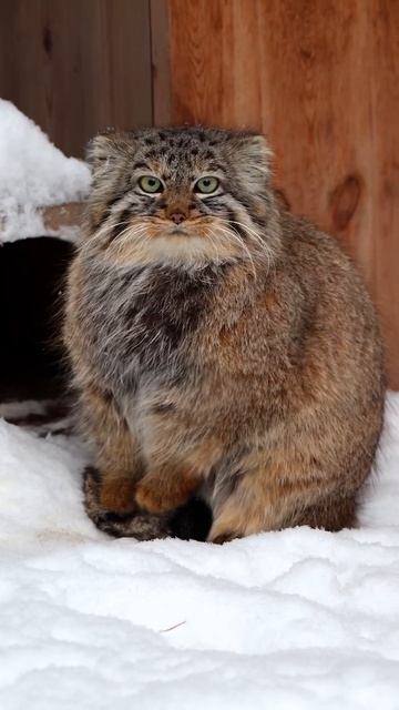 Если у вас есть хвост, ваши лапы не замёрзнут ☺️