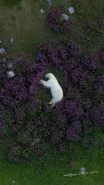 Видео из провинции Манитоба, Канада , что в Канаде за полярным кругом.