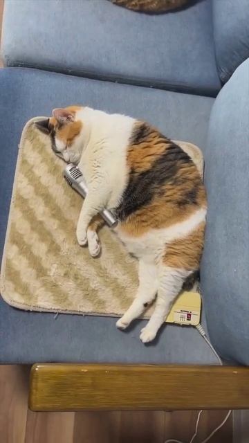 Хорошо поёт