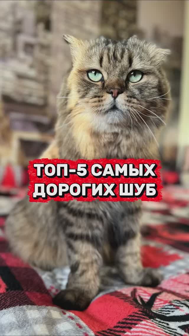 Топ-5 самых дорогих шуб!😸