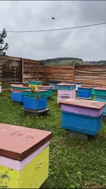 Пчелиная академия летняя