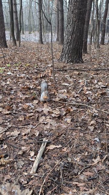 Пришла первая белка