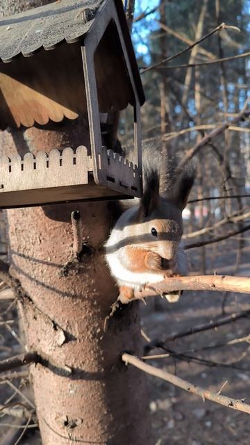 Две белки делят кормушку
