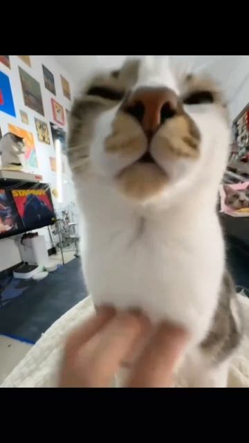 Начёсываем мохнатого