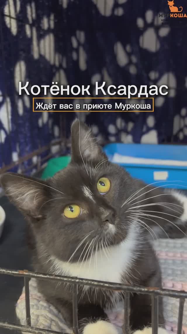 Ксардас ждёт вас в приюте #Муркоша