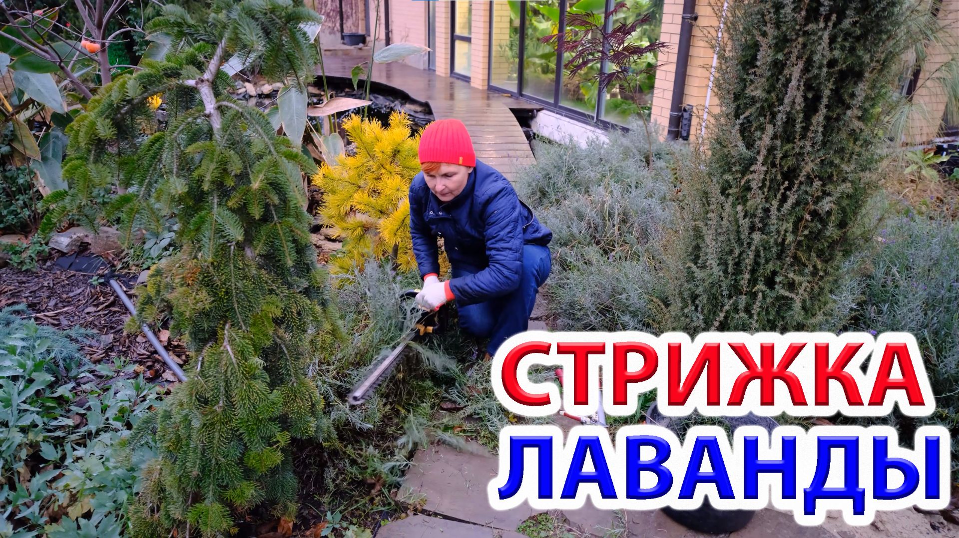 Стрижка лаванды, омолаживание кустов, укоренение черенков