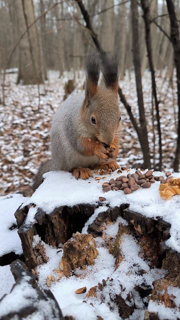 Белка на старом пне