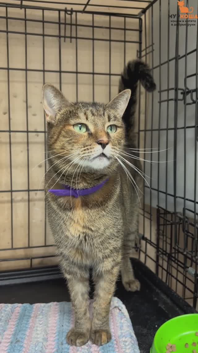 Джул ждёт вас в приюте #Муркоша