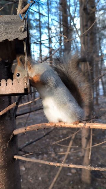 Белочка у кормушки