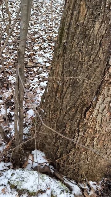 Белка наелась орехов