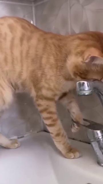 Водическое