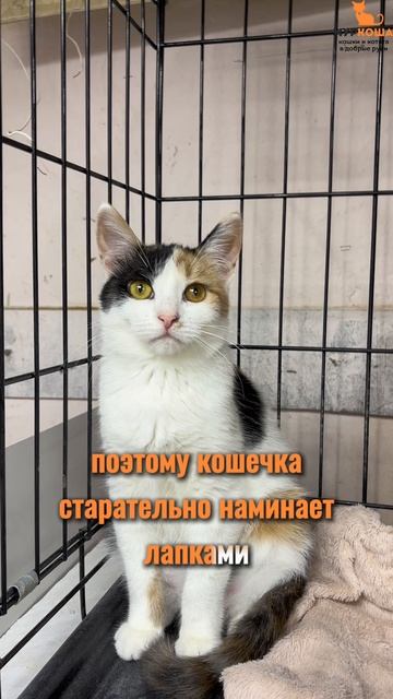 Рут ждёт вас в приюте #Муркоша