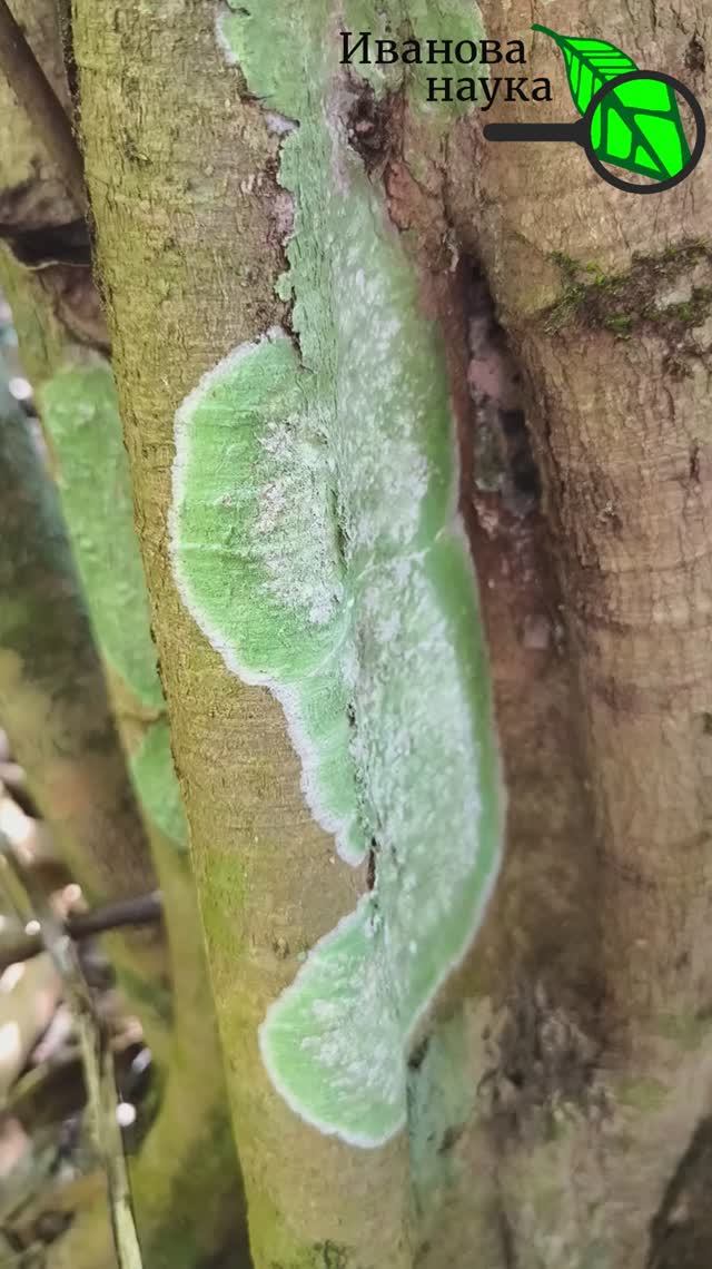 Я ПРОСТО ОПУПЕЛ! Пошел в лес и увидел там дерево, усыпанное...