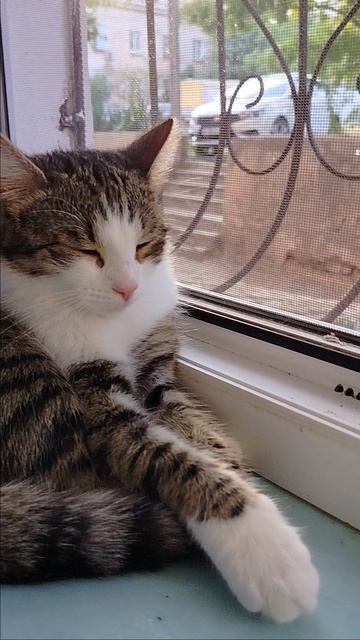 Кошачий дзен